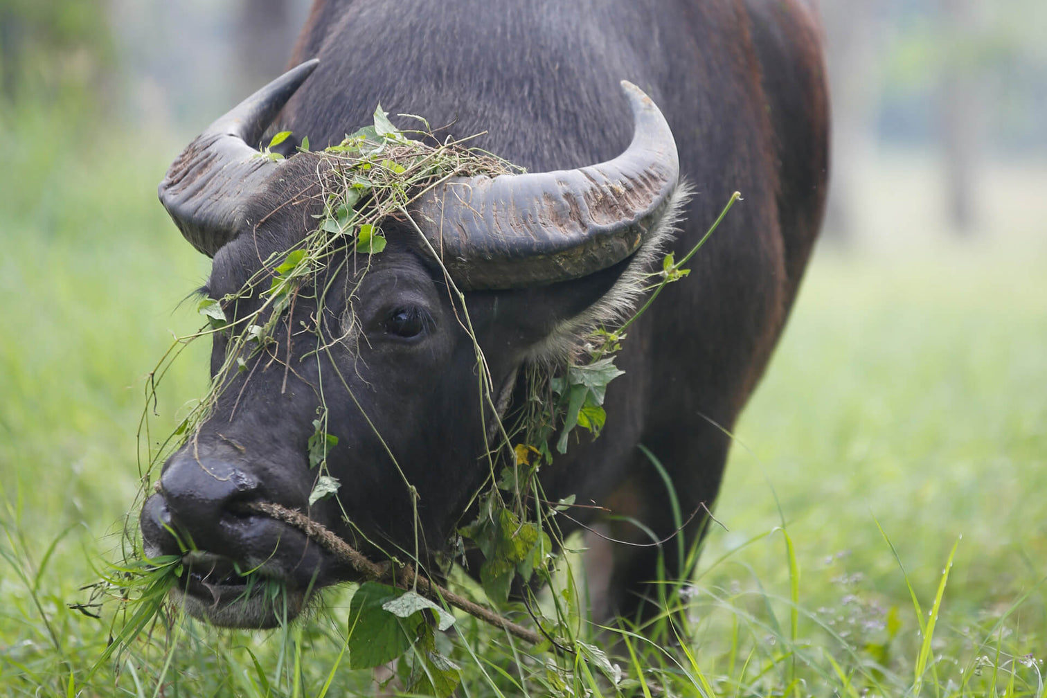 The Fun Farm – Sta. Elena Golf & Country Estate