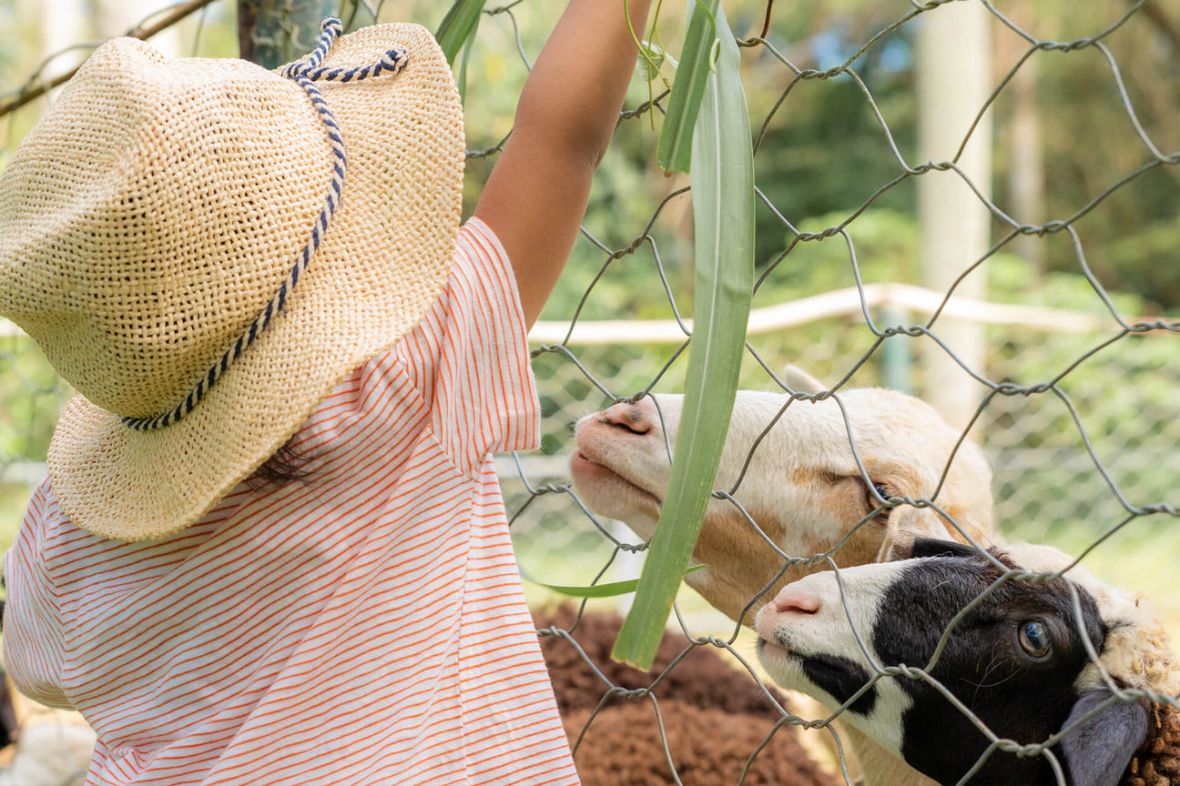 The Fun Farm – Sta. Elena Golf & Country Estate